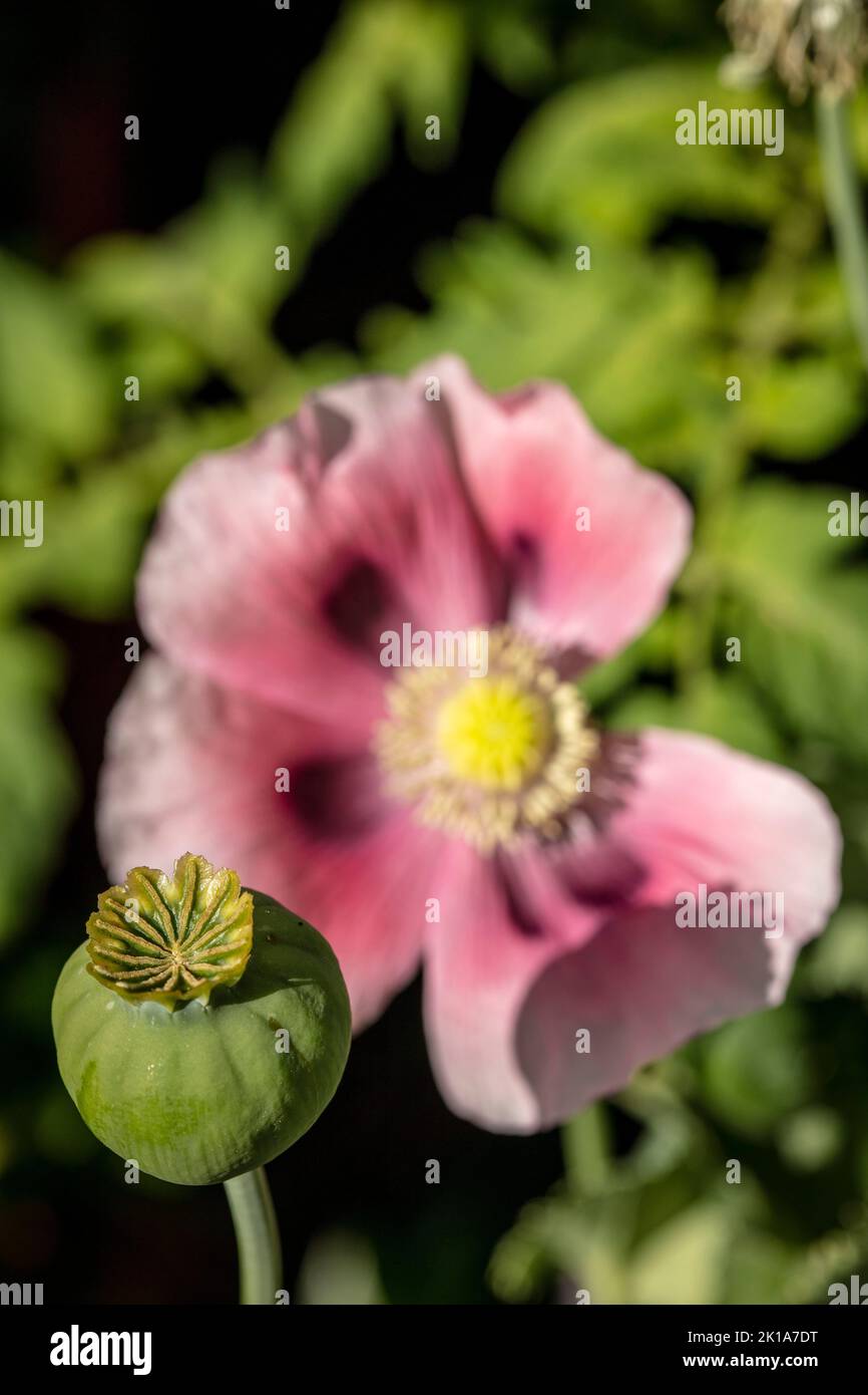 Delightful close-up natural flower portrait of Opium Poppies (Papaver ...