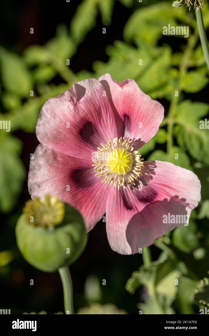 Delightful close-up natural flower portrait of Opium Poppies (Papaver ...