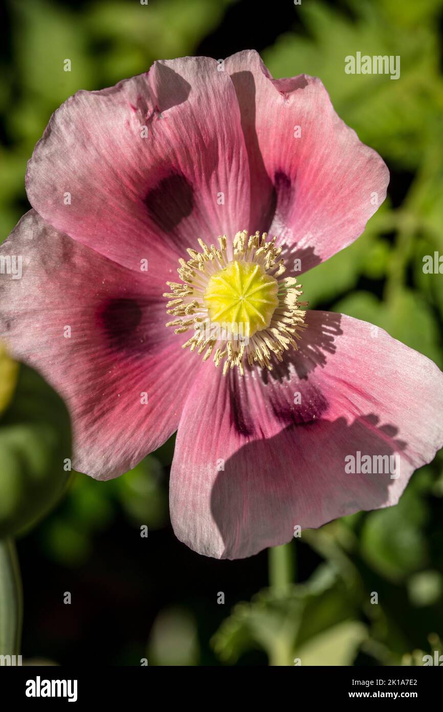 Delightful close-up natural flower portrait of Opium Poppies (Papaver ...