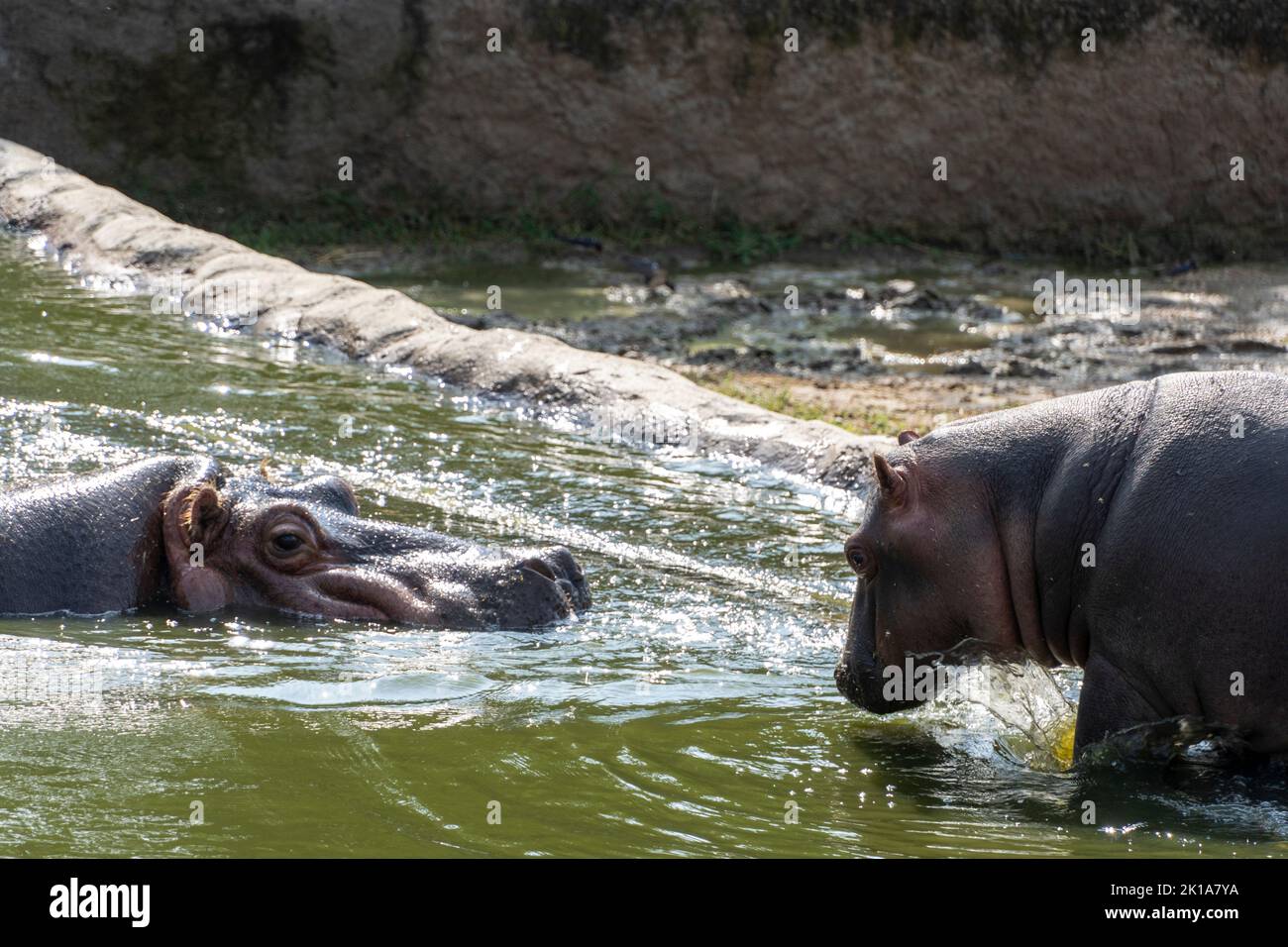Inside a hippopotamus hi-res stock photography and images - Alamy