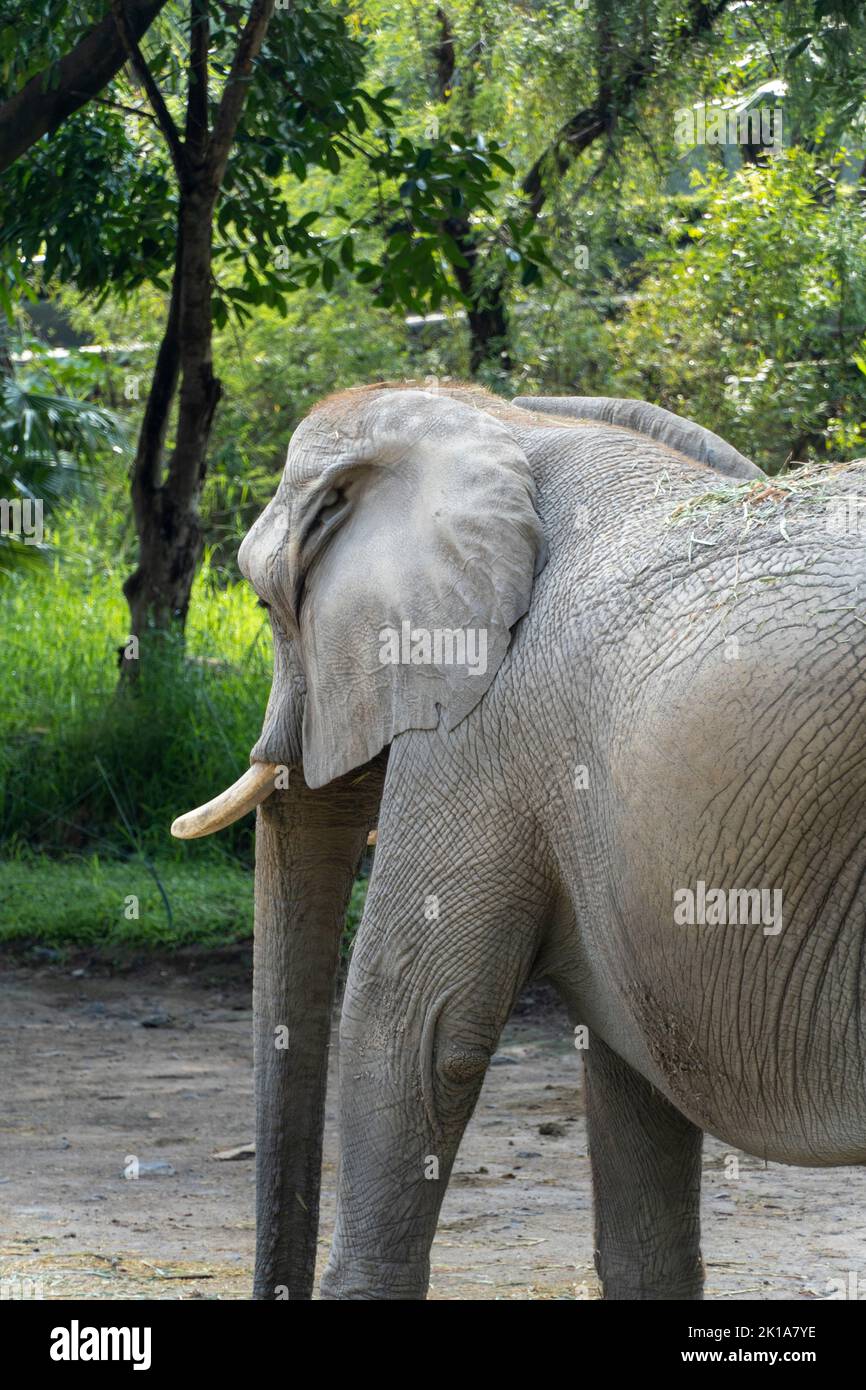 A rear view of an elephant walking in the wilderness Stock Photo - Alamy