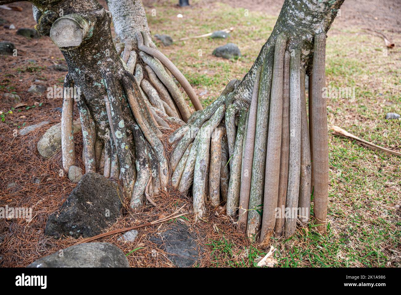 Aerial roots od Pandanus palm trees close to the ocean, Bras-Panon ...