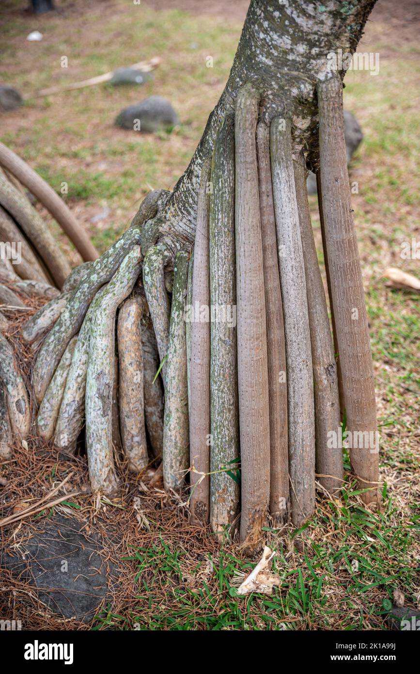 Aerial roots od Pandanus palm trees close to the ocean, Bras-Panon ...