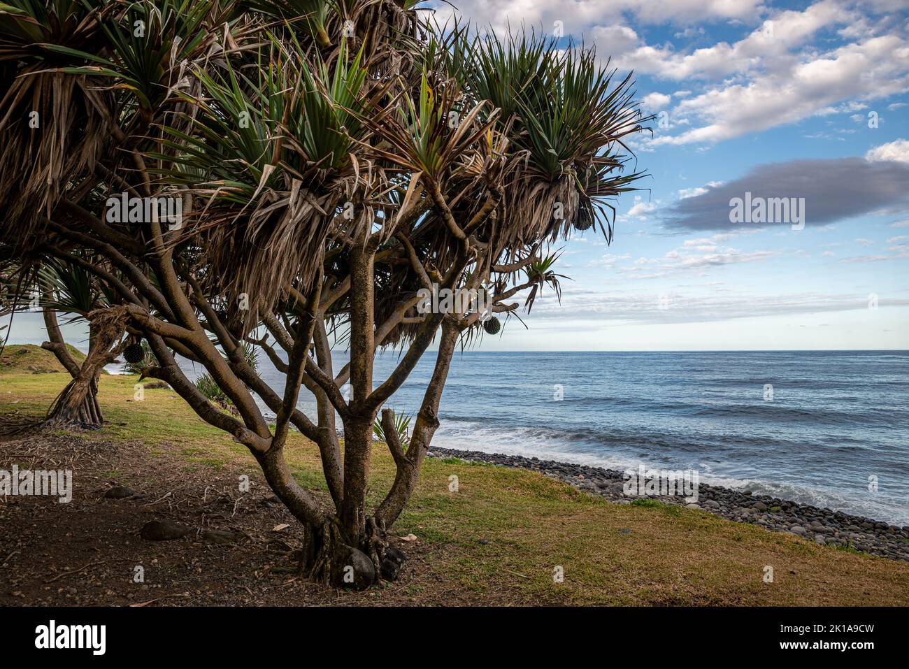 Pandanus palm trees close to the ocean, Bras-Panon, Réunion Island ...