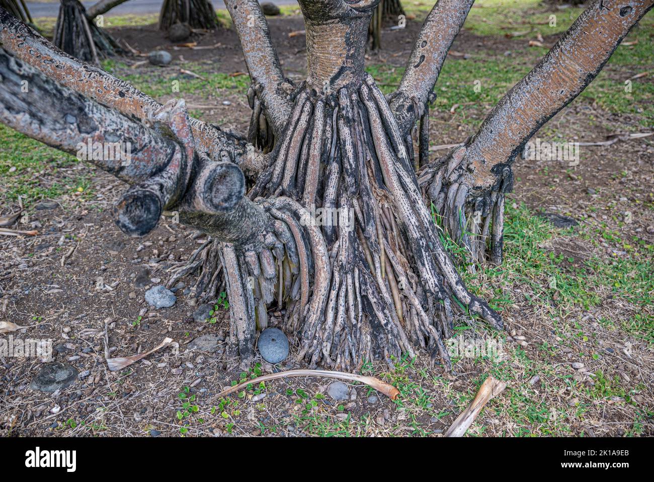 Aerial roots od Pandanus palm trees close to the ocean, Bras-Panon ...