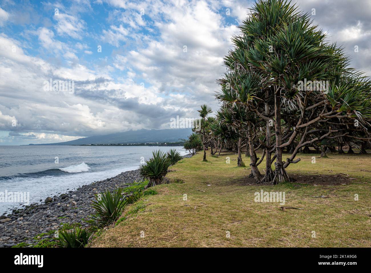 Pandanus palm trees close to the ocean, Bras-Panon, Réunion Island ...