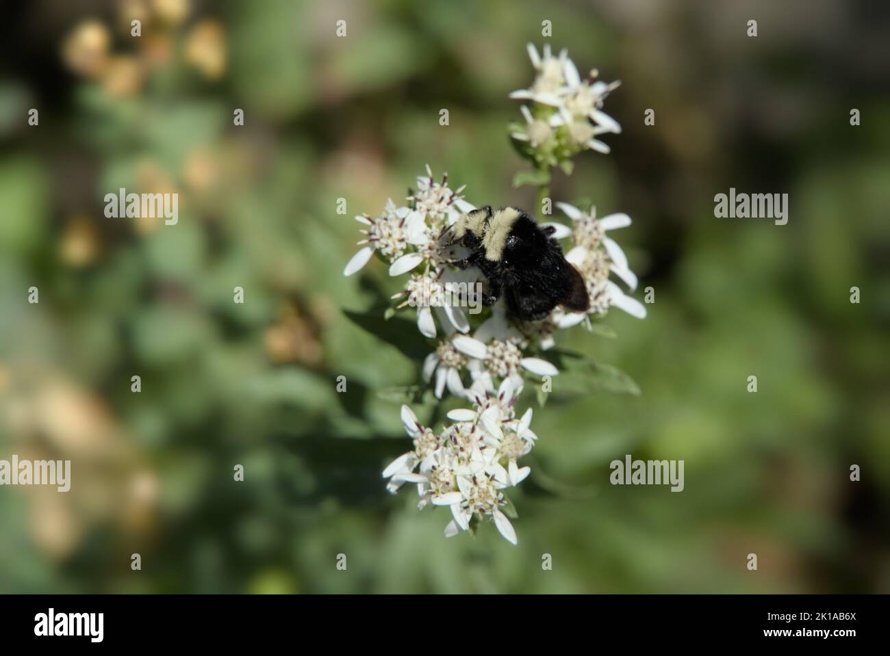 Bumble bee at work on while flowers Stock Photo - Alamy