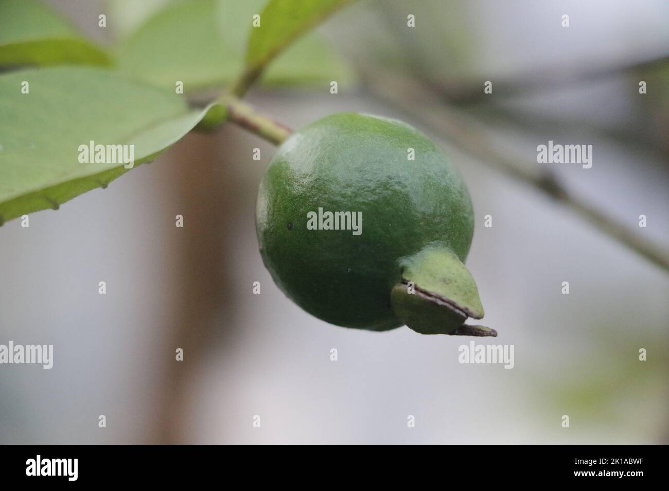 Old guava hi-res stock photography and images - Alamy