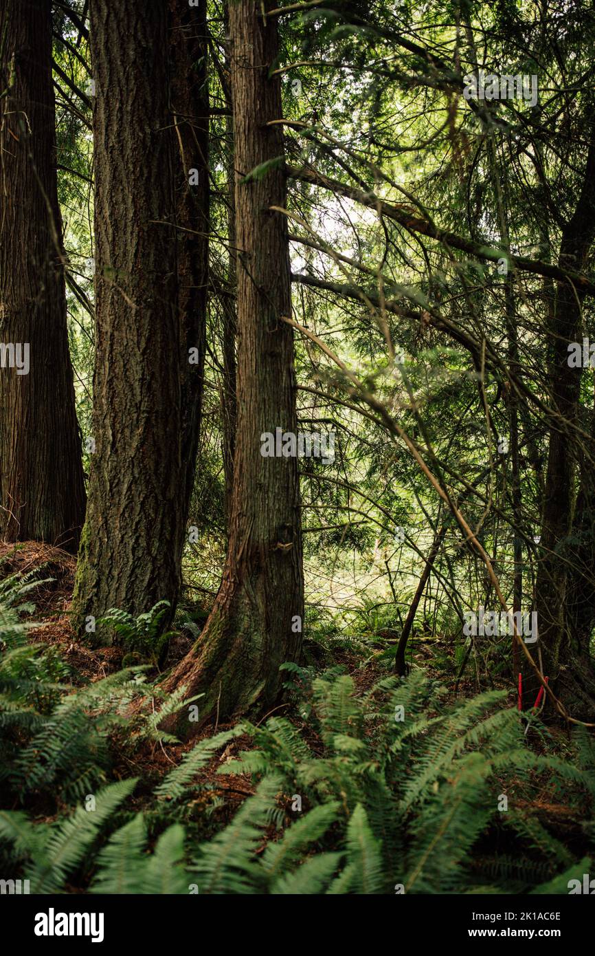 Douglas fir trees in the forest with ferns Stock Photo - Alamy