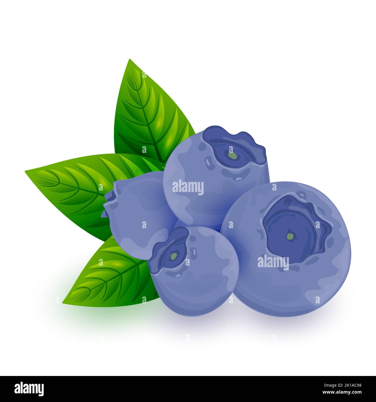 Berries black currant on Stock Vector Images - Alamy