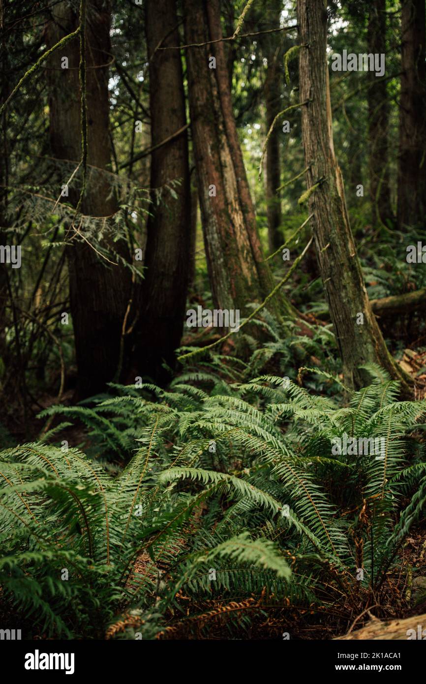 Douglas fir trees in the forest with ferns Stock Photo - Alamy