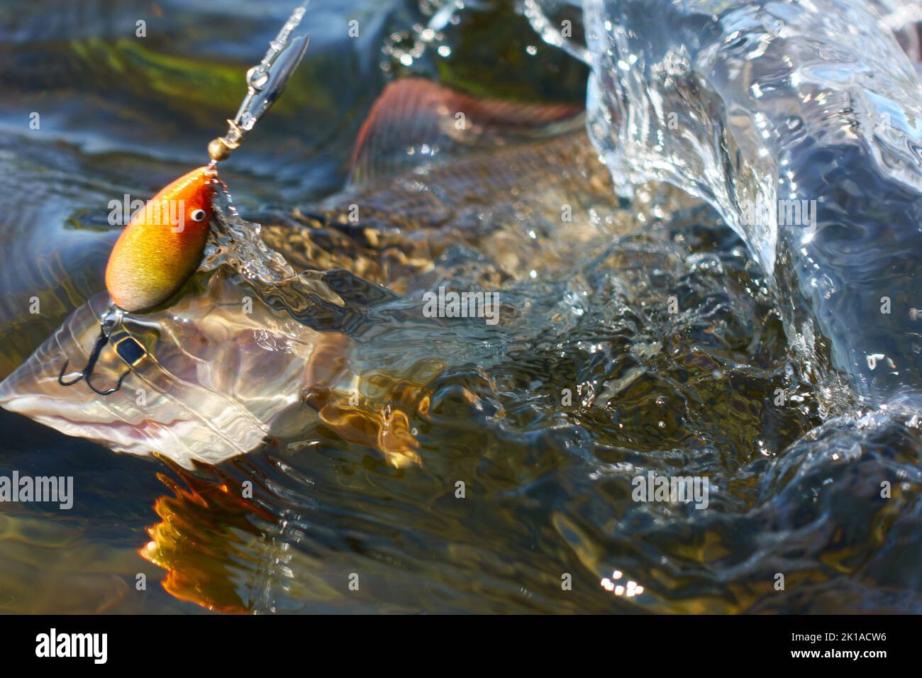 Grayling caught and hooked from the Arctic river with spinner lure by ...