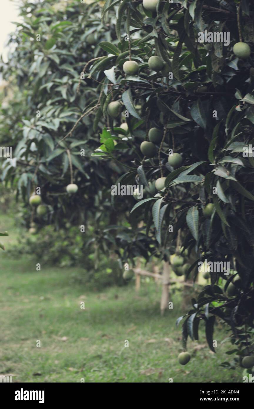 Bangladesh images hi-res stock photography and images - Alamy