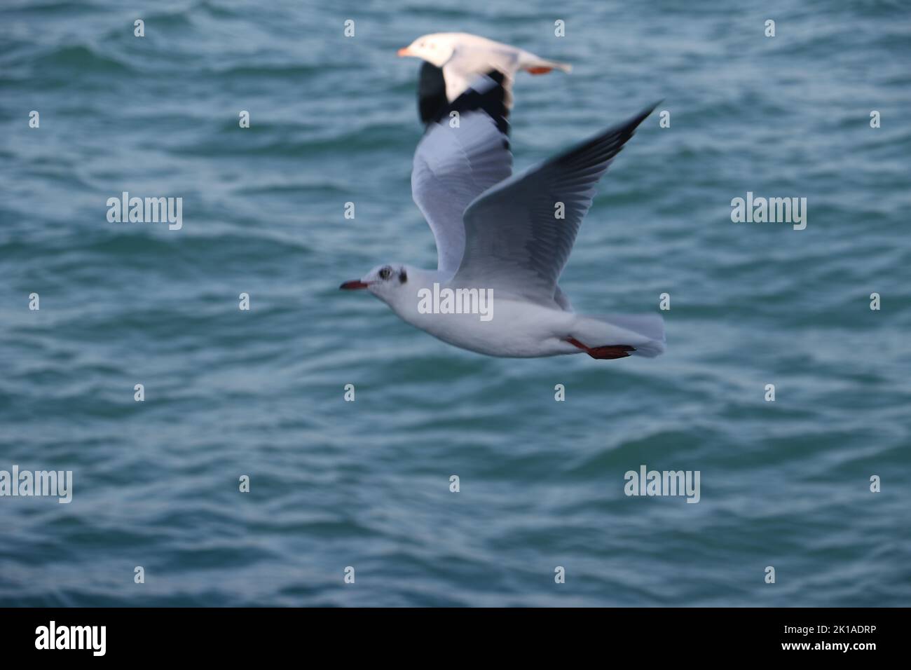 Fly seabirds hi-res stock photography and images - Alamy