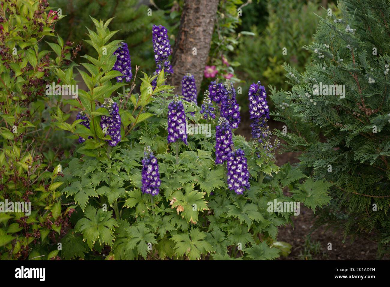 Violetter violett hi-res stock photography and images - Alamy