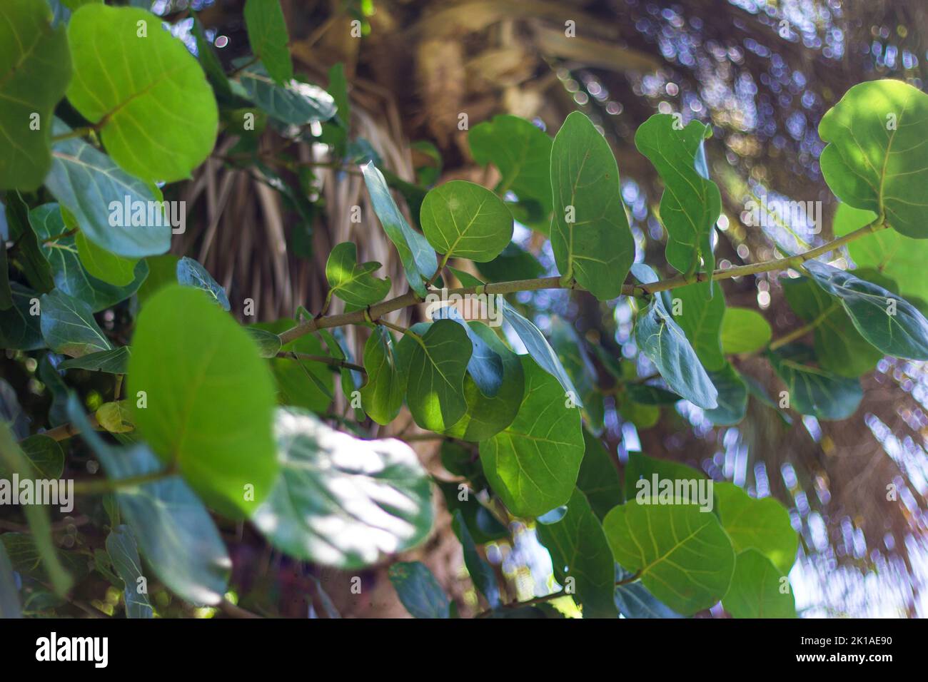 Sea grape leaves in front of a Palmetto Tree Stock Photo - Alamy