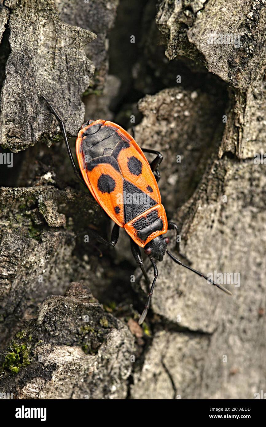 Orangeschwarz hi-res stock photography and images - Alamy