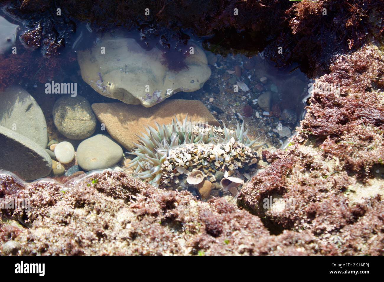 Tide pool Point Loma Stock Photo - Alamy