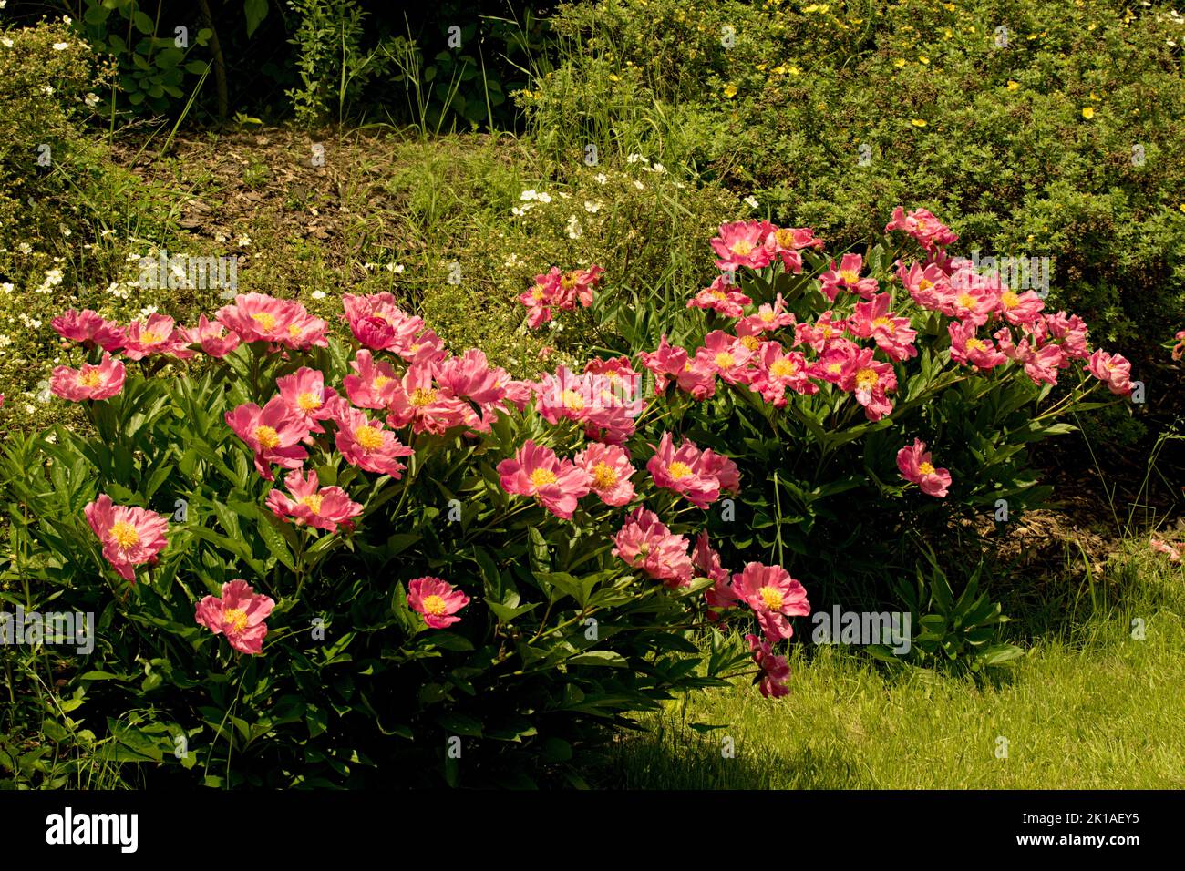 Pfingstrosen hi-res stock photography and images - Alamy