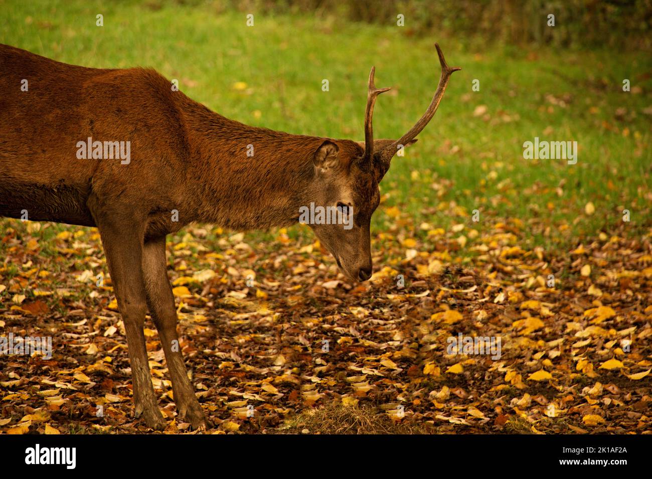 Hirschkuh im Tierpark Stock Photo - Alamy