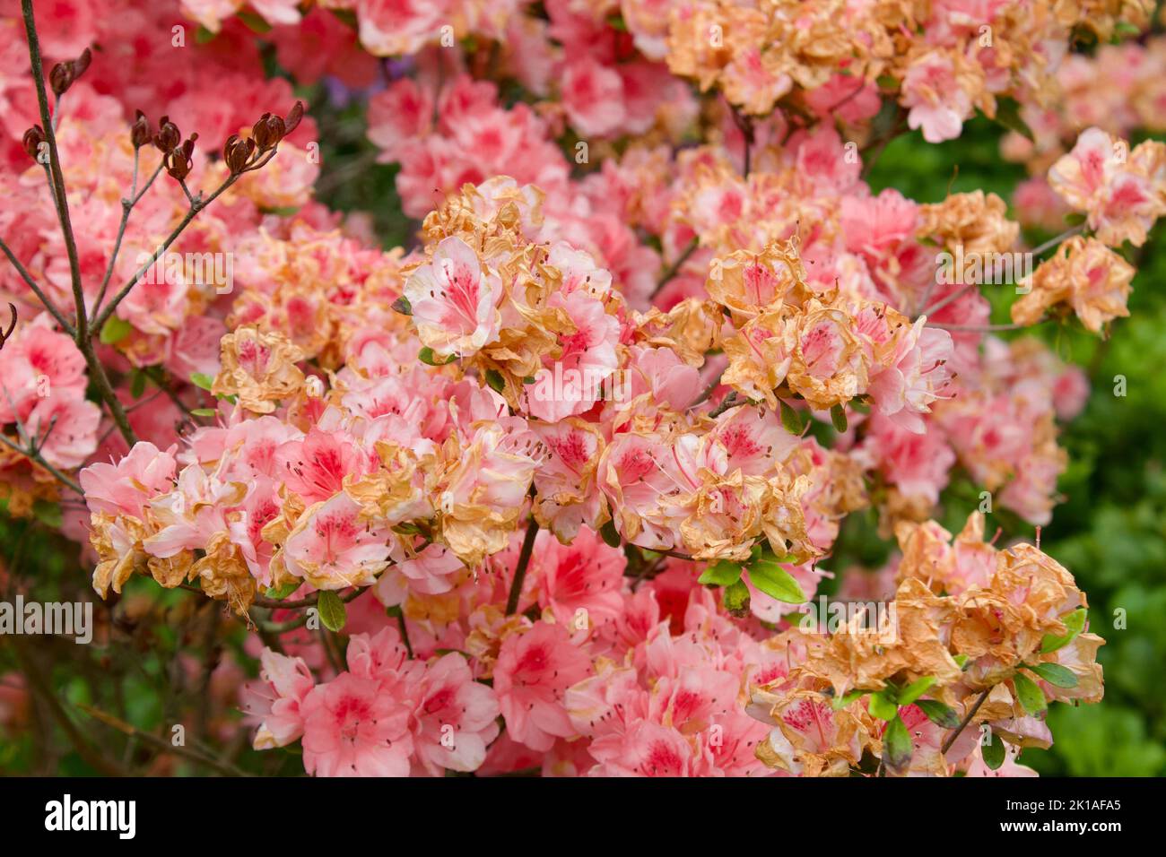 Pink flowering laurel Stock Photo - Alamy