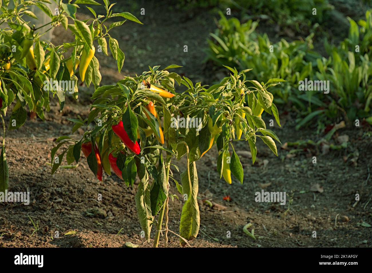 Paprikaernte hi-res stock photography and images - Alamy