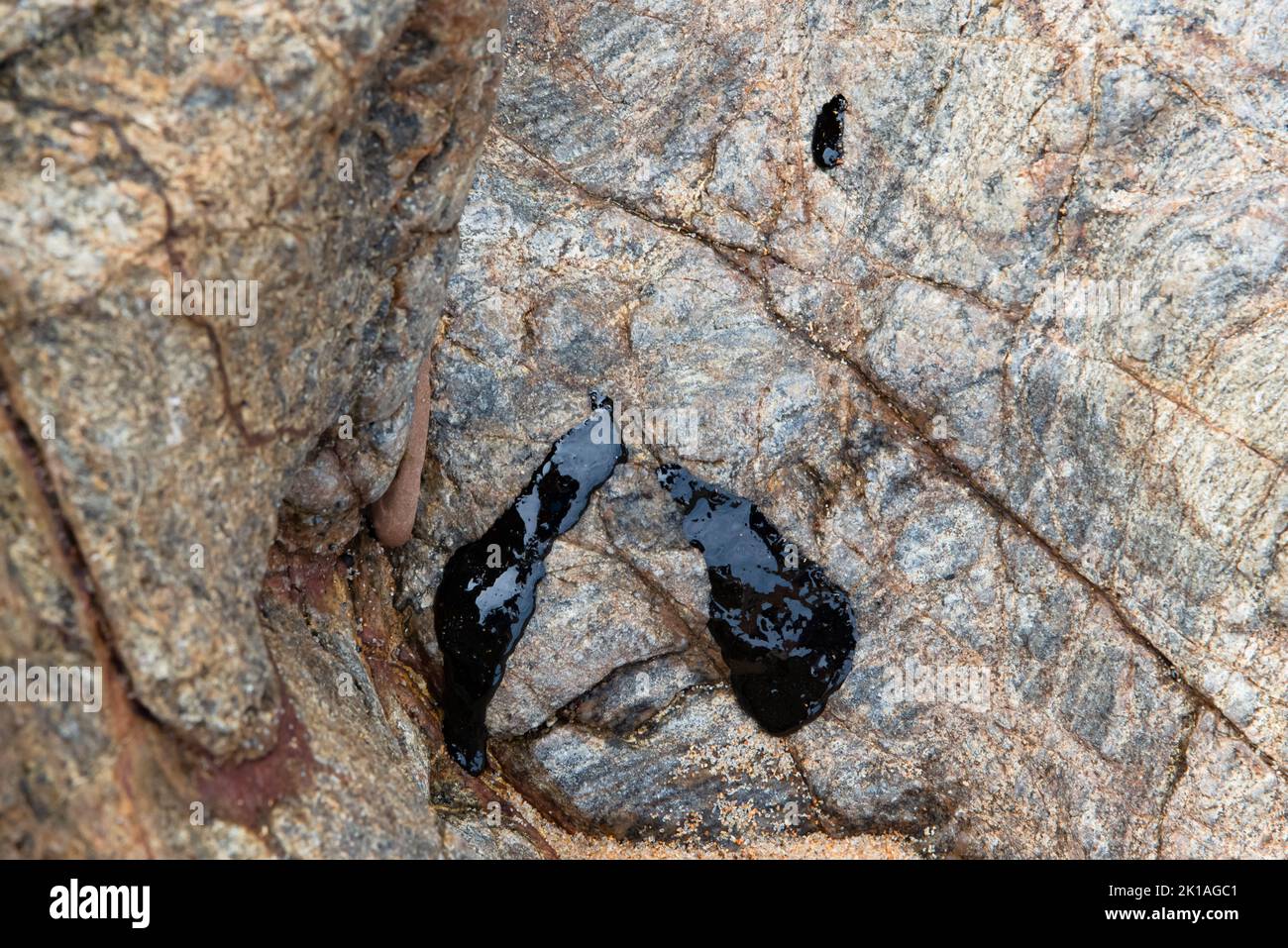 The sea beach and the rocks are polluted with oil. Crude oil spill in ...