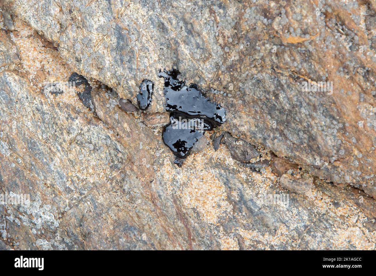 The sea beach and the rocks are polluted with oil. Crude oil spill in ...