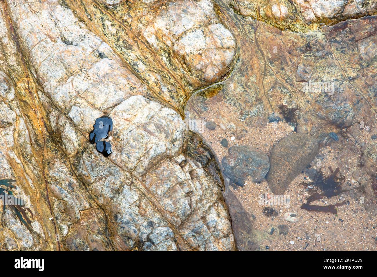 The sea beach and the rocks are polluted with oil. Crude oil spill in ...