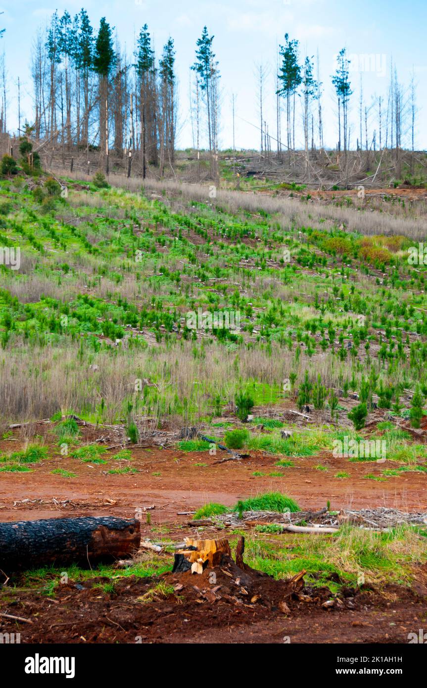Pine Plantation for Industrial Harvest Stock Photo - Alamy