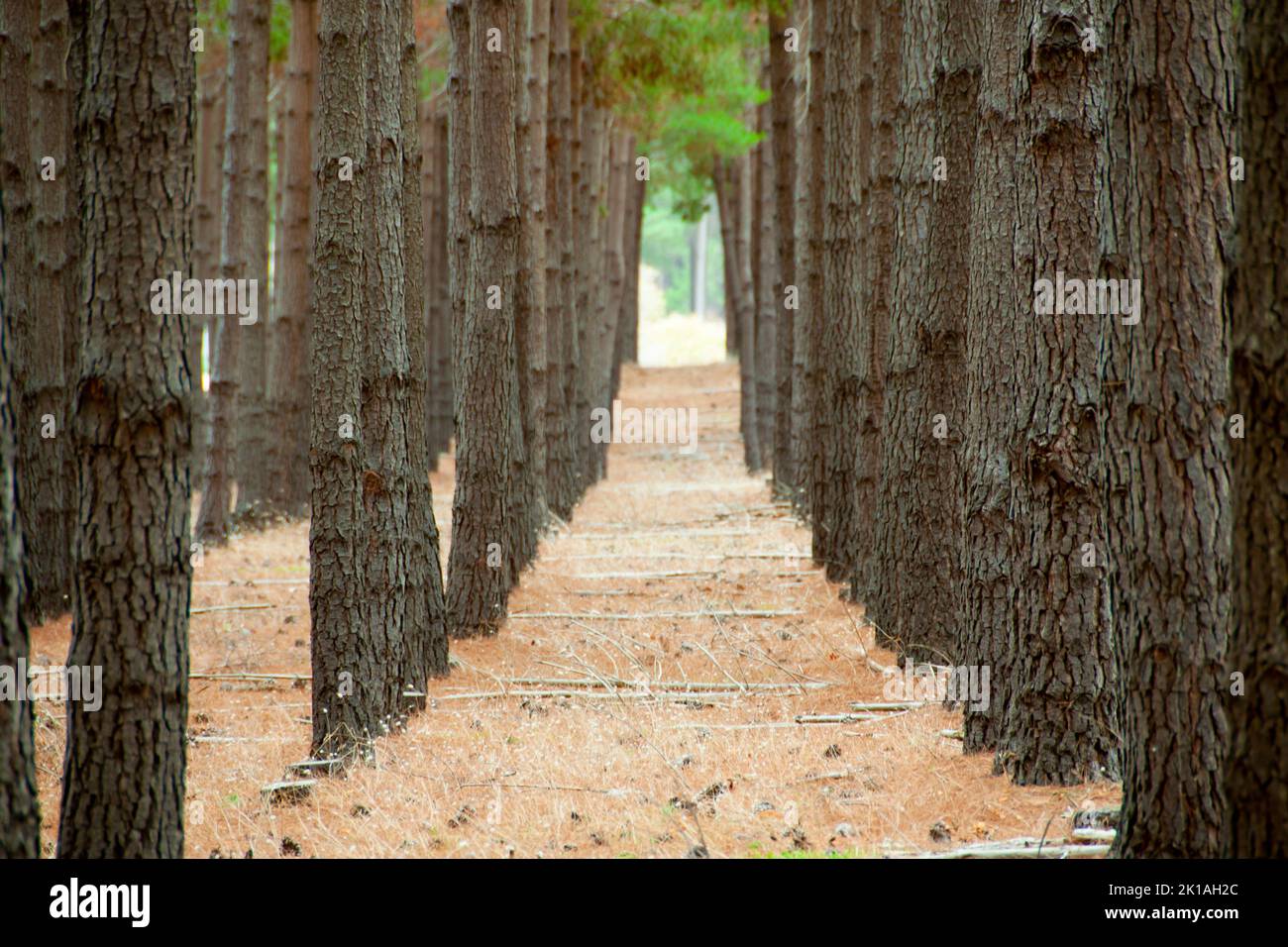 Monterey pine australia hi-res stock photography and images - Alamy