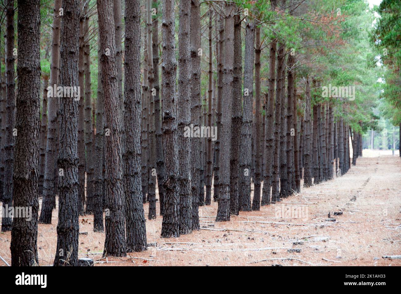 Radiata Pine Plantation - South Australia Stock Photo - Alamy