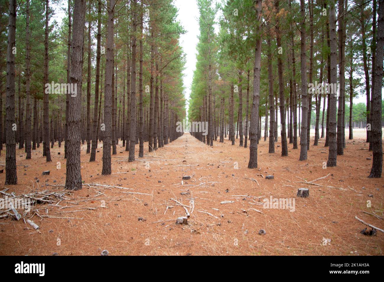 Radiata Pine Plantation - South Australia Stock Photo - Alamy