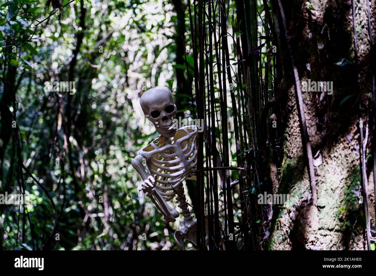 Skeleton in woods Stock Photo - Alamy