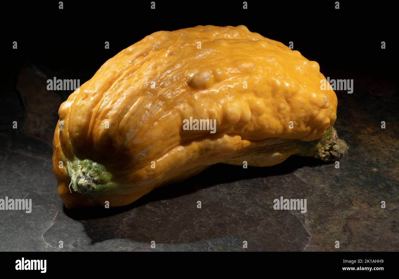Fat yellow squash that is short on a brown stone surface Stock Photo ...