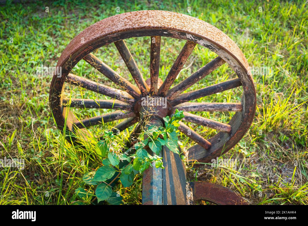 Abandoned and partially overgrown 19th-century wooden wagon wheel with ...