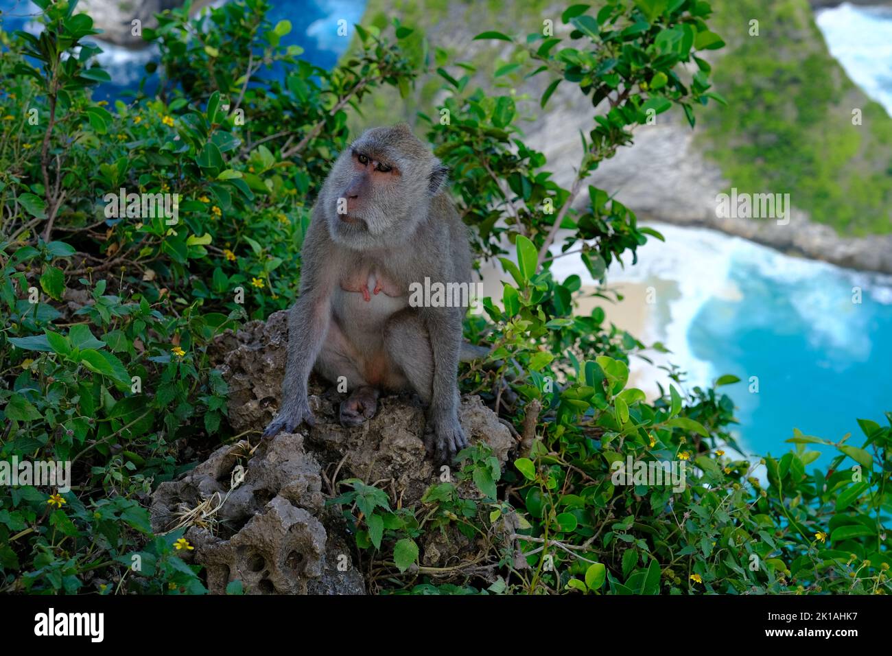 Indonesia Penida Island - Nusa Penida Kelingking Beach - Long-tailed ...