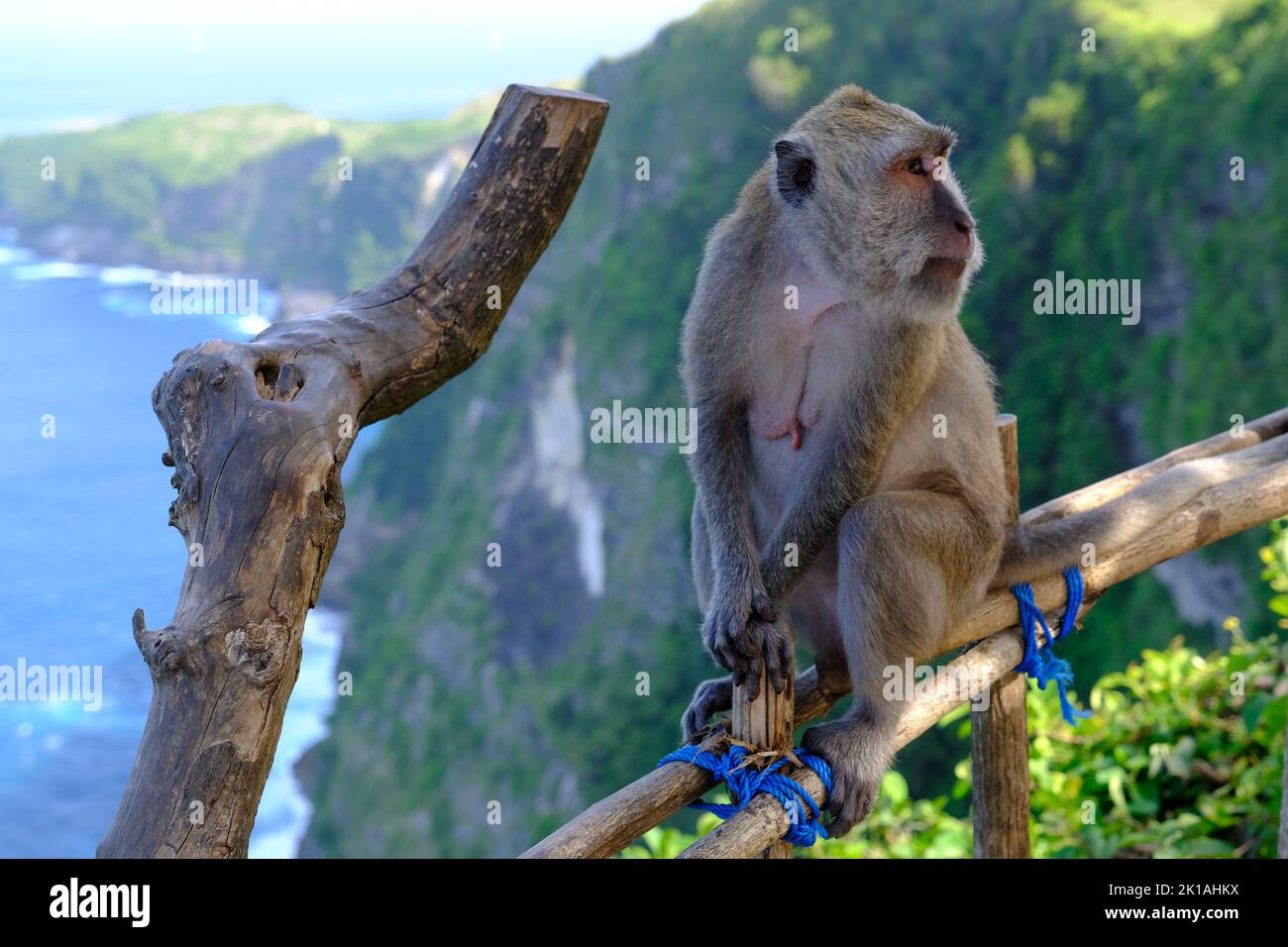 Indonesia Penida Island - Nusa Penida Kelingking Beach - Long-tailed ...