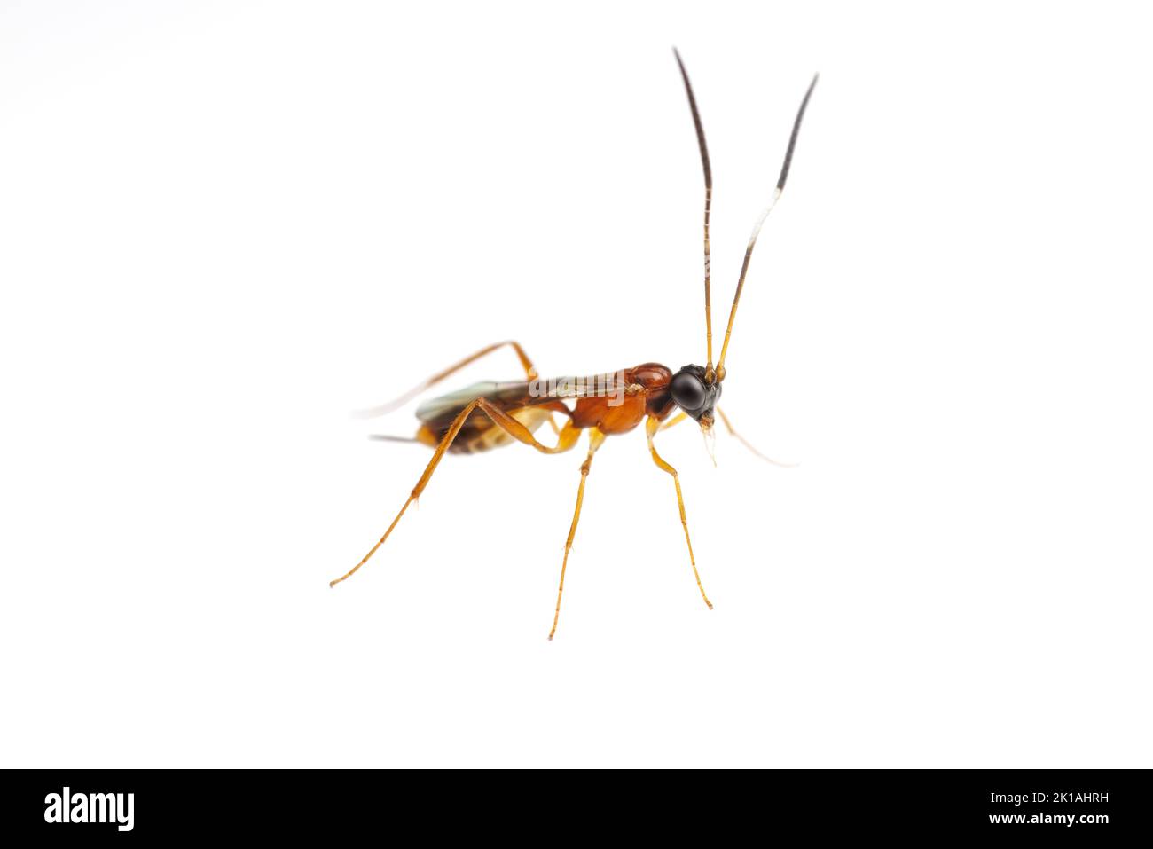 Ichneumonid Wasp (Cryptinae) - Female isolated on white background ...
