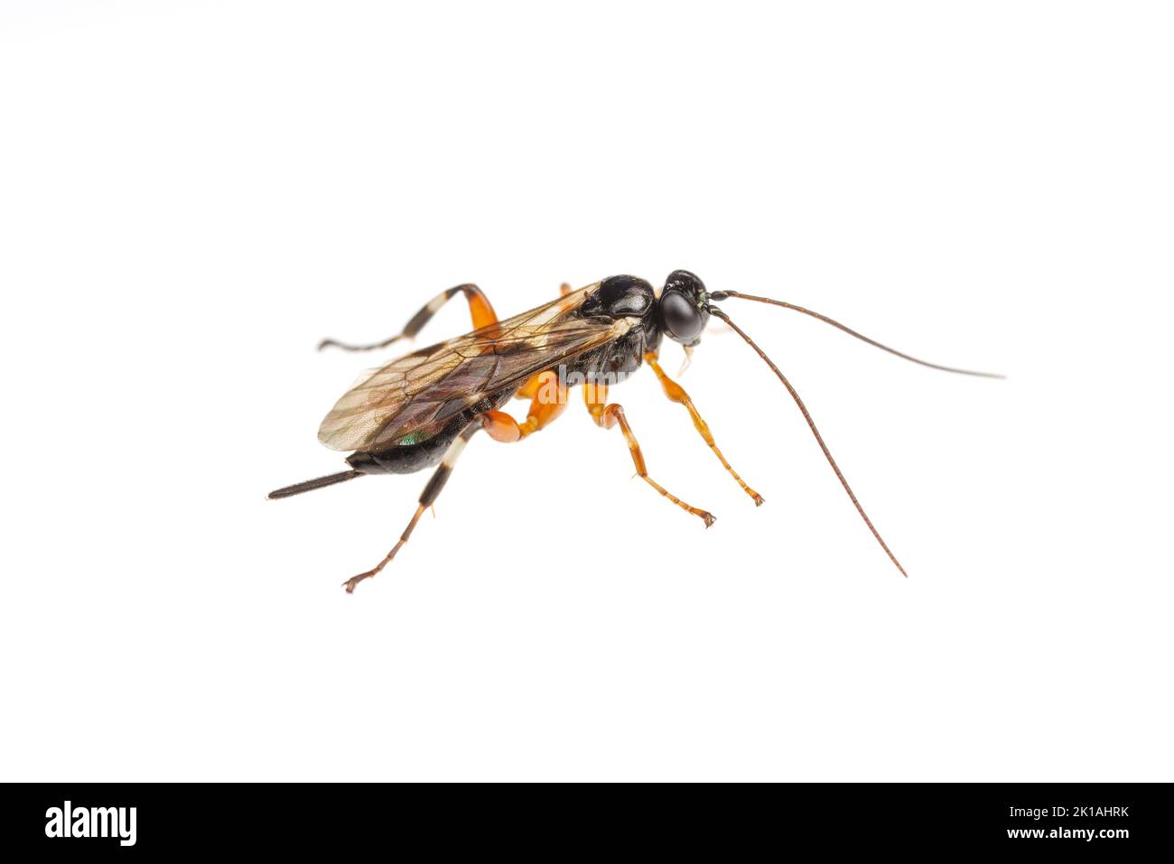 Ichneumonid Wasp (Pimpla sp.) - Female isolated on white background ...