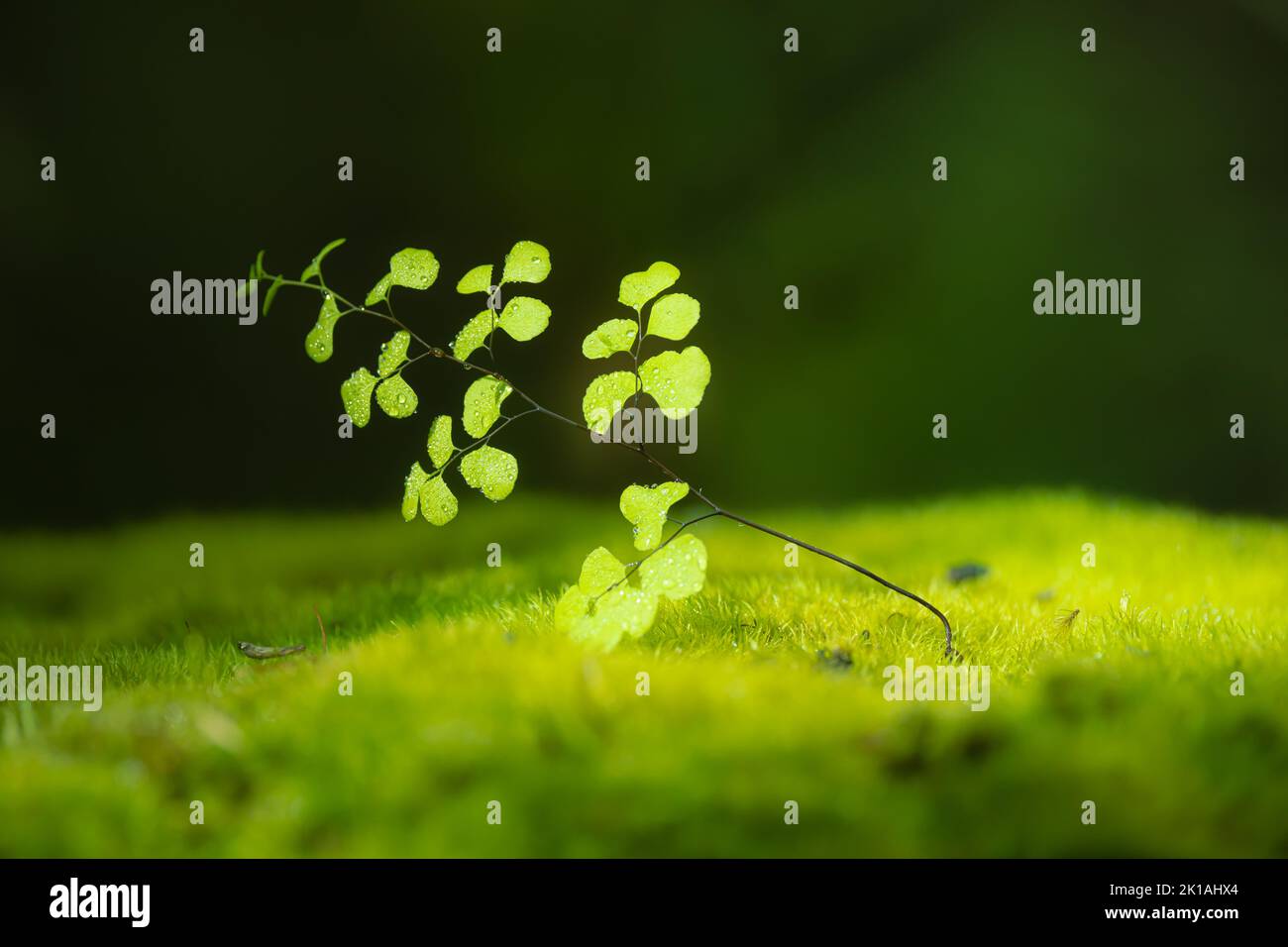 Beautiful fern, moss, and sunlight in forest of Perth, Western ...