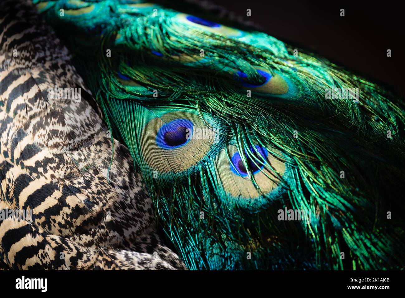 Beautiful details of peacock feathers in moody light, concept of zen ...