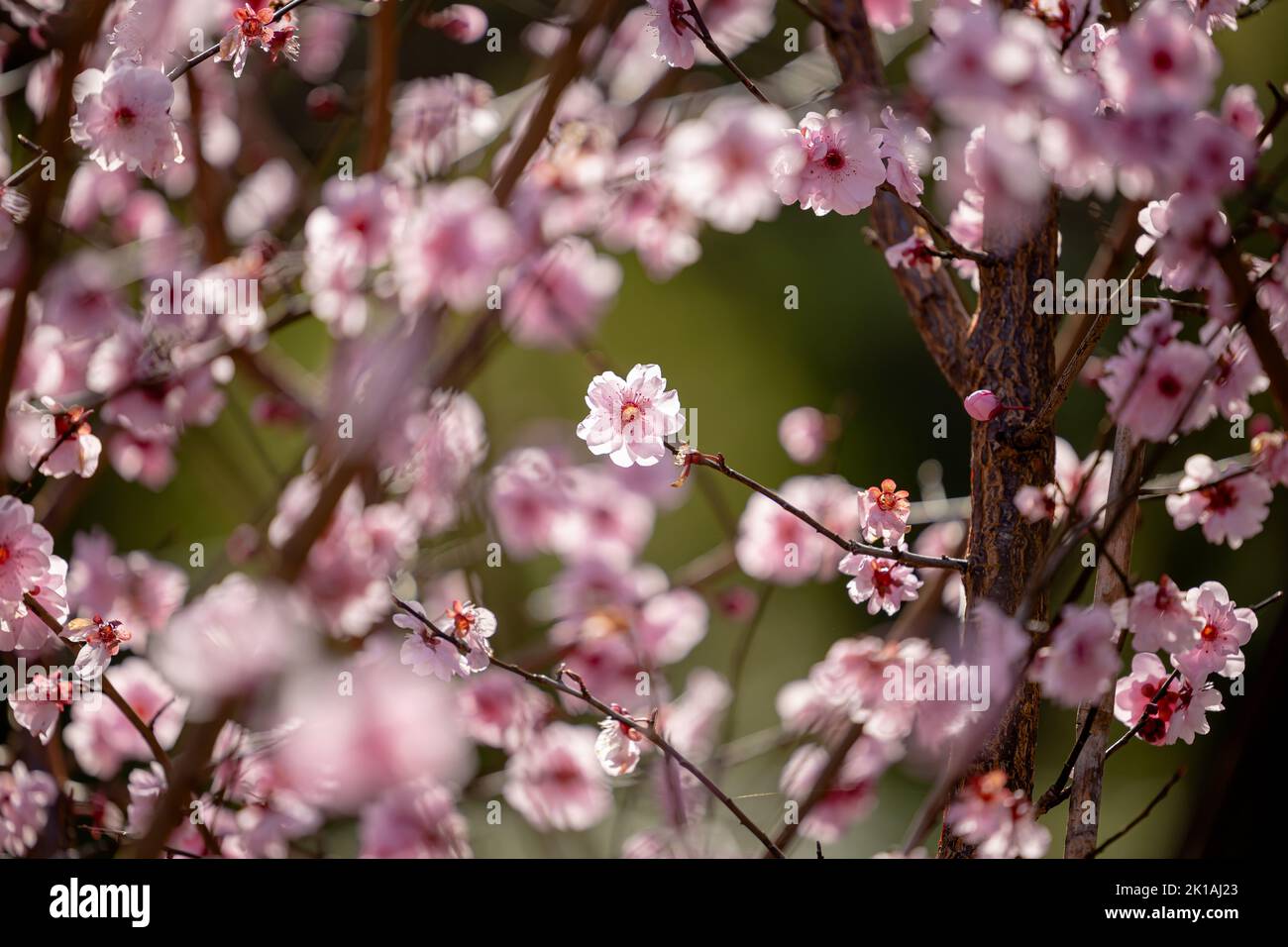 Fully bloomed cherry blossom in Araluen botanic garden, Perth, Western ...