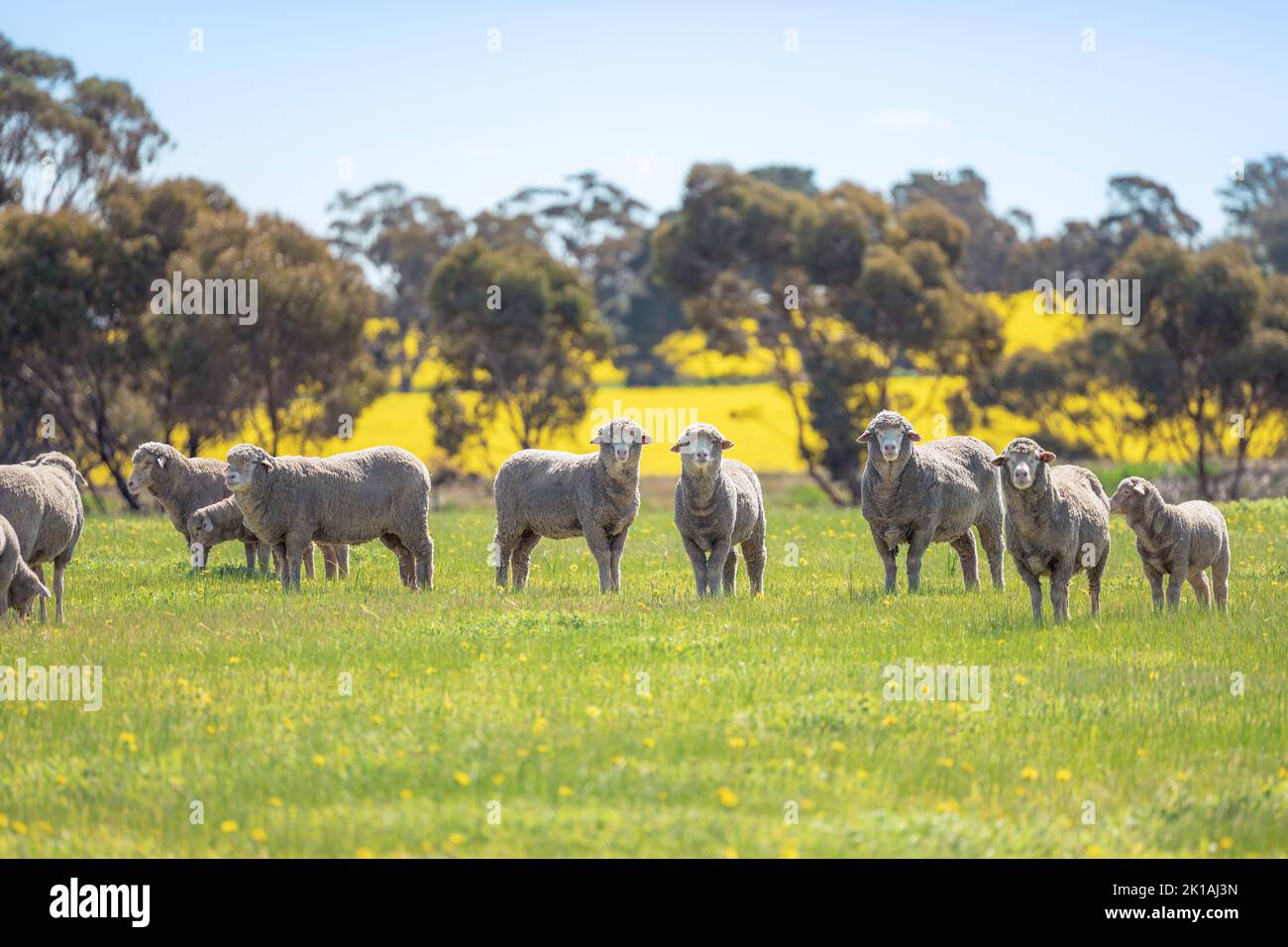 Perth and sheep farm and australia hi-res stock photography and images ...