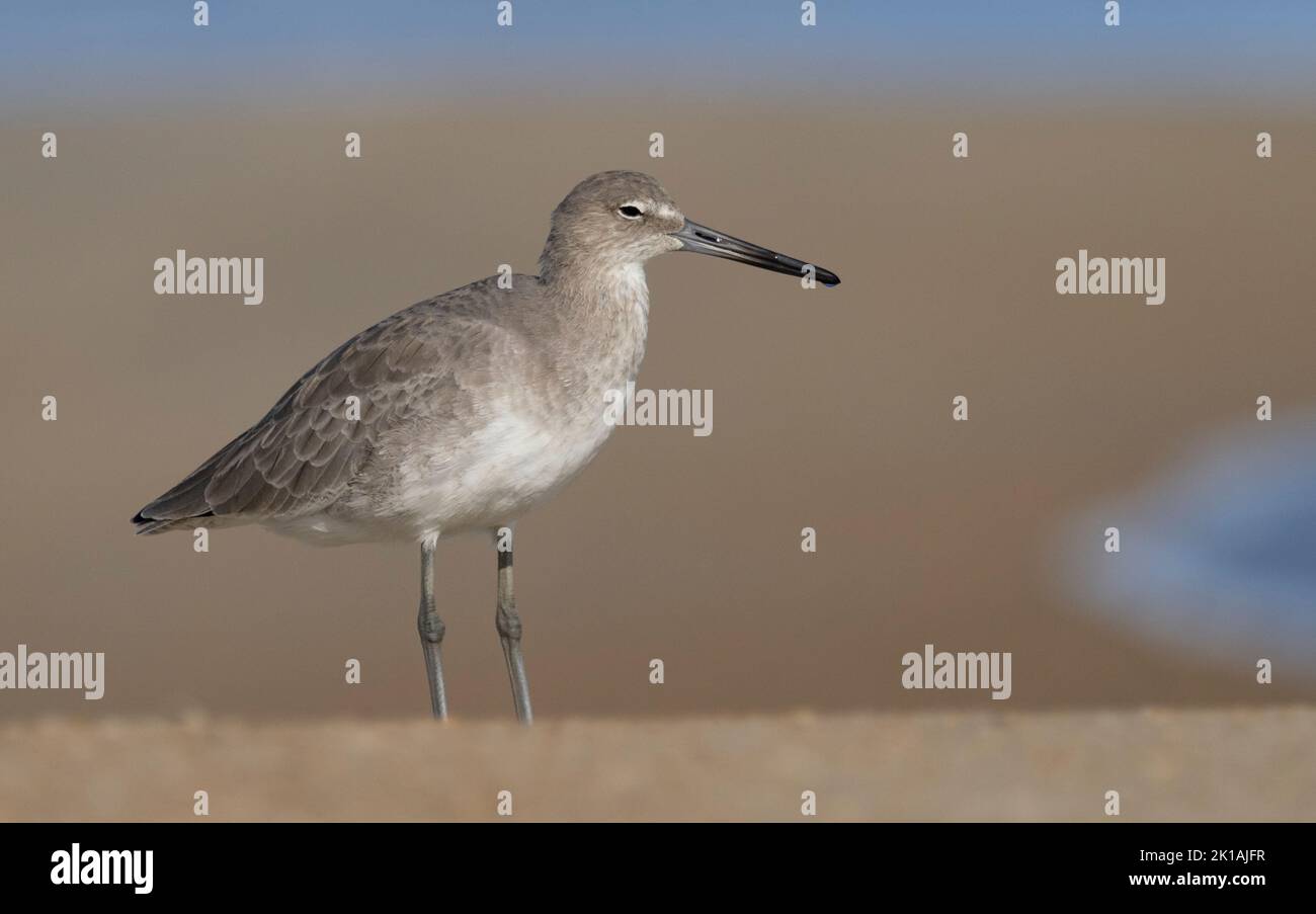 Cape hatteras bird hi-res stock photography and images - Alamy