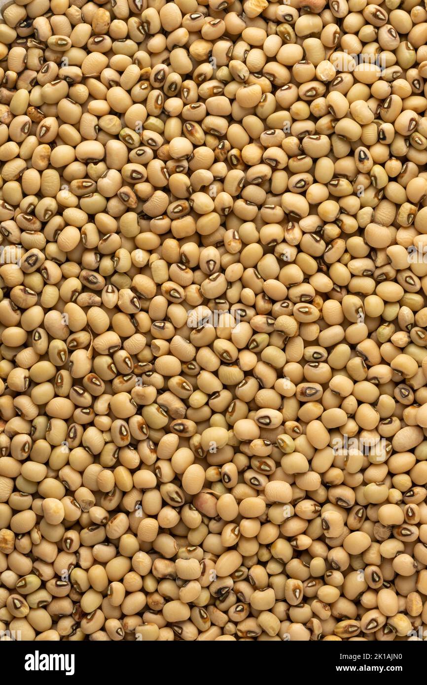 close-up view of cowpea, also called black-eyed pea or southern pea ...