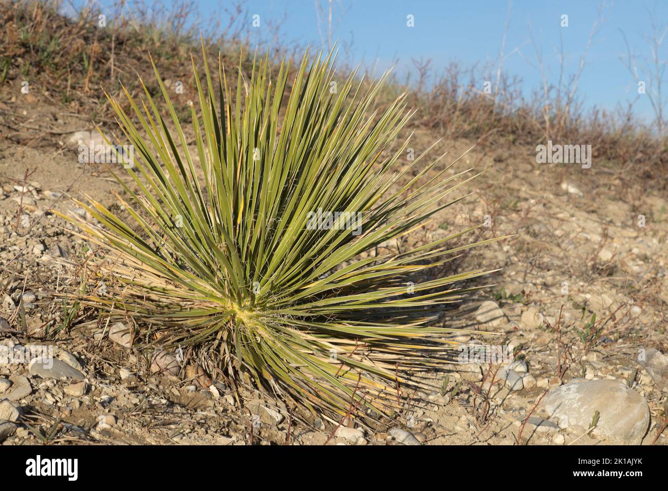 Soapweed (Yucca glauca) rosette growing on a dry eroded grassland slope ...