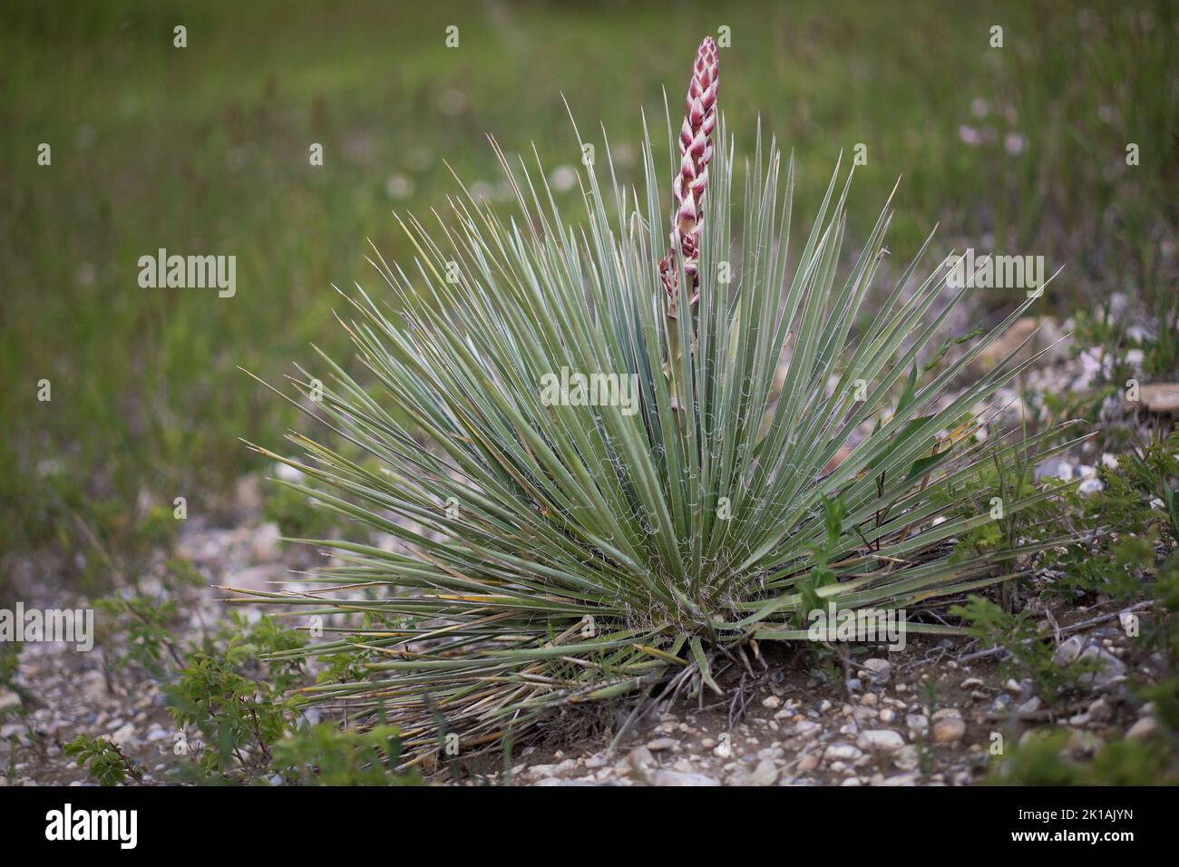 Soapweed rosette with flower stalk in a prairie grassland. (Yucca ...