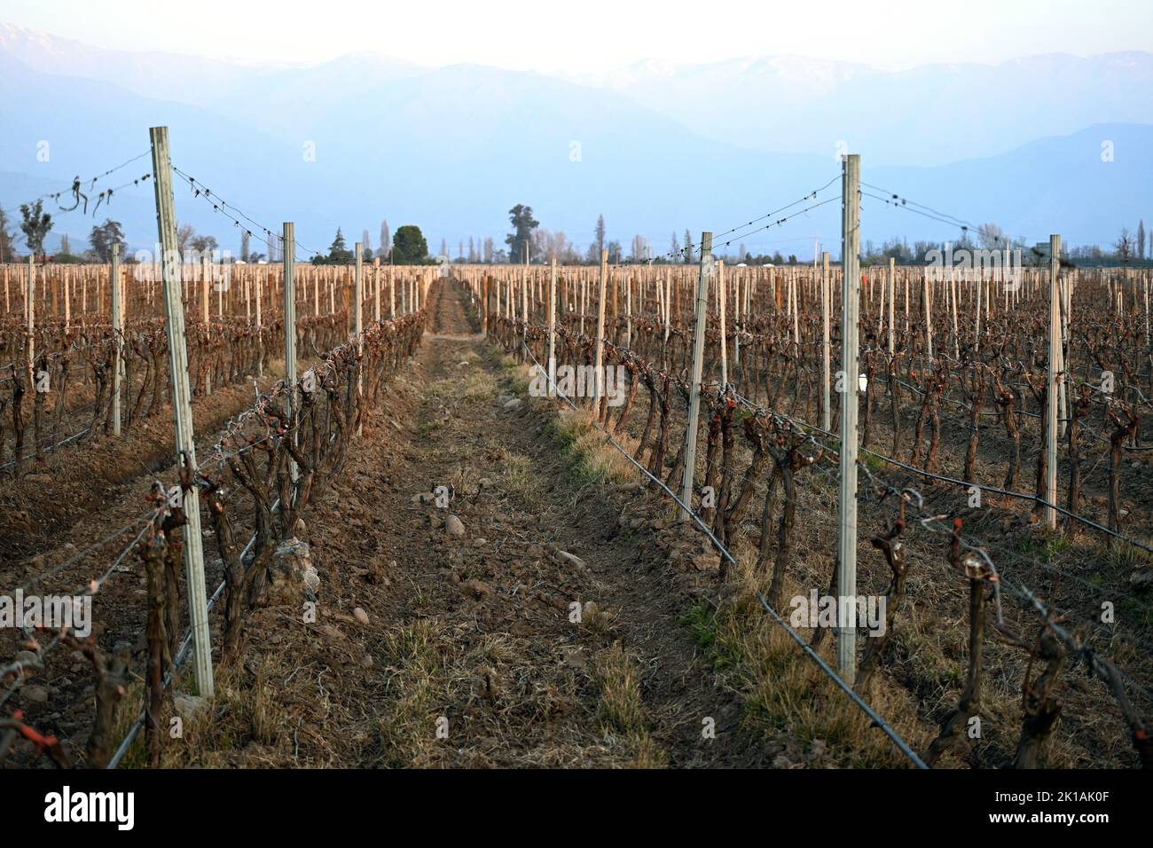 Rows grape vines line hi-res stock photography and images - Alamy