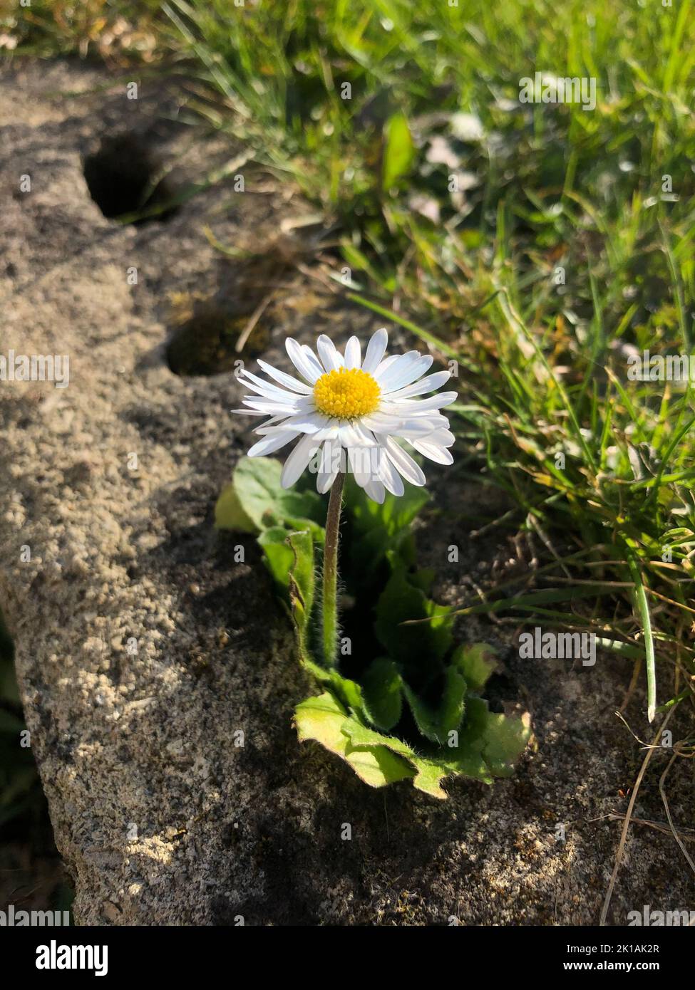 A vertical shot of a daisy flower blooming on a concrete surface Stock ...
